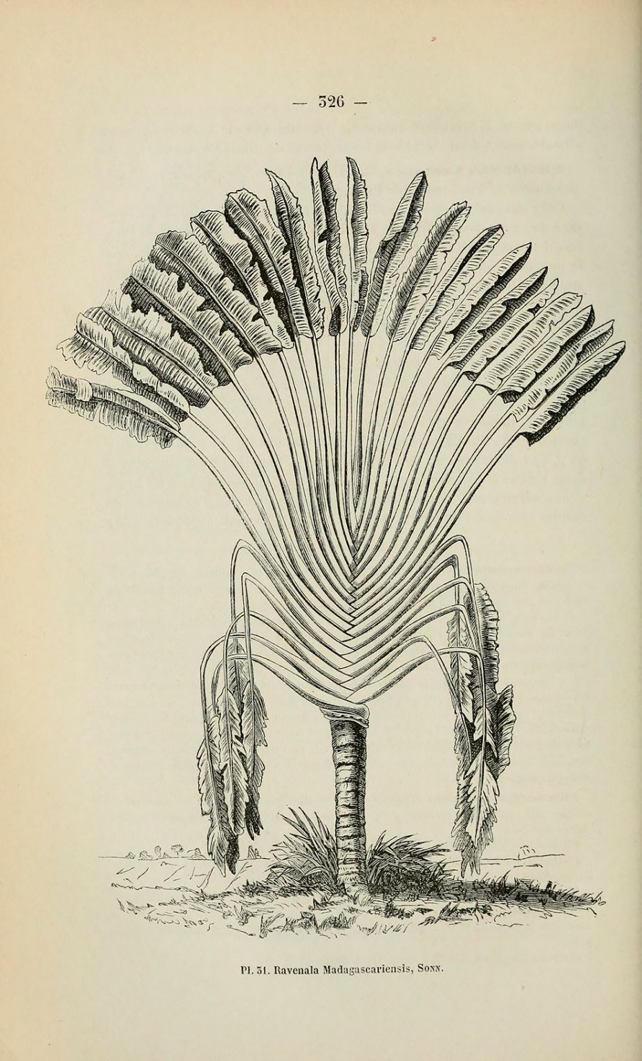 Biodiversity Heritage Library Makes 150,000 Animal And Botanical ...