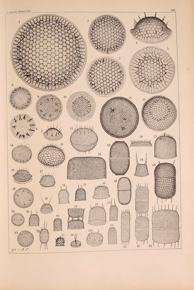 Biodiversity Heritage Library Makes 150,000 Animal And Botanical ...