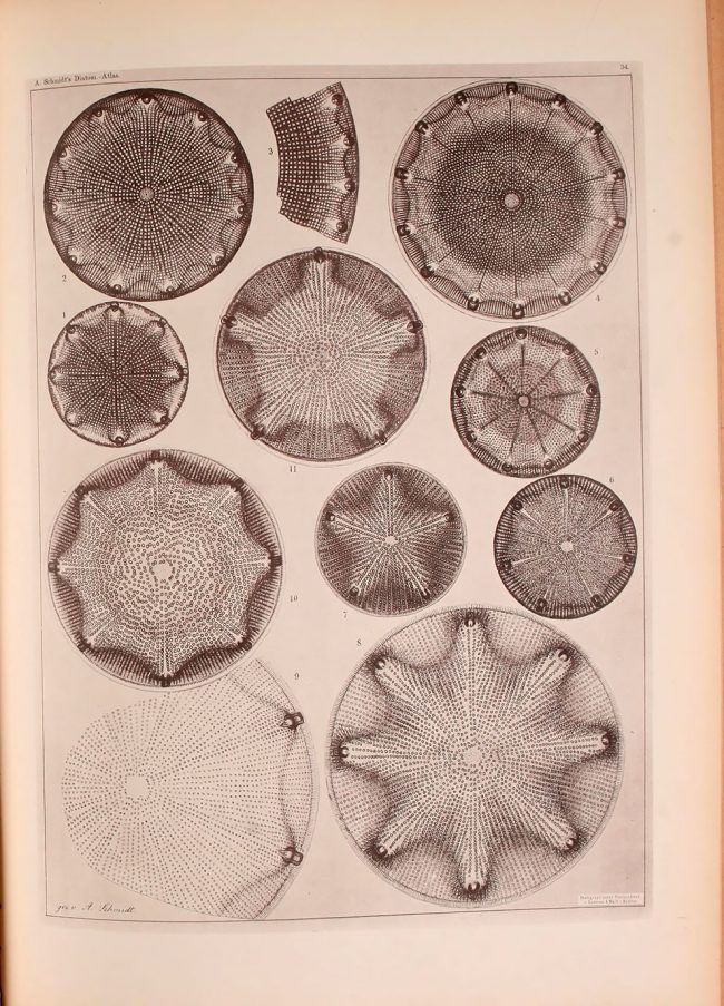 Biodiversity Heritage Library Makes 150,000 Animal And Botanical ...