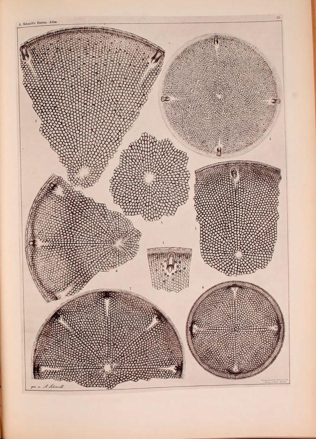 Biodiversity Heritage Library Makes 150,000 Animal And Botanical ...