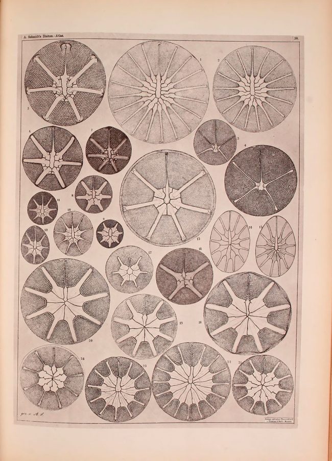 Biodiversity Heritage Library Makes 150,000 Animal And Botanical ...