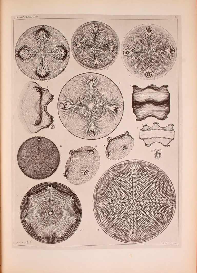 Biodiversity Heritage Library Makes 150,000 Animal And Botanical ...