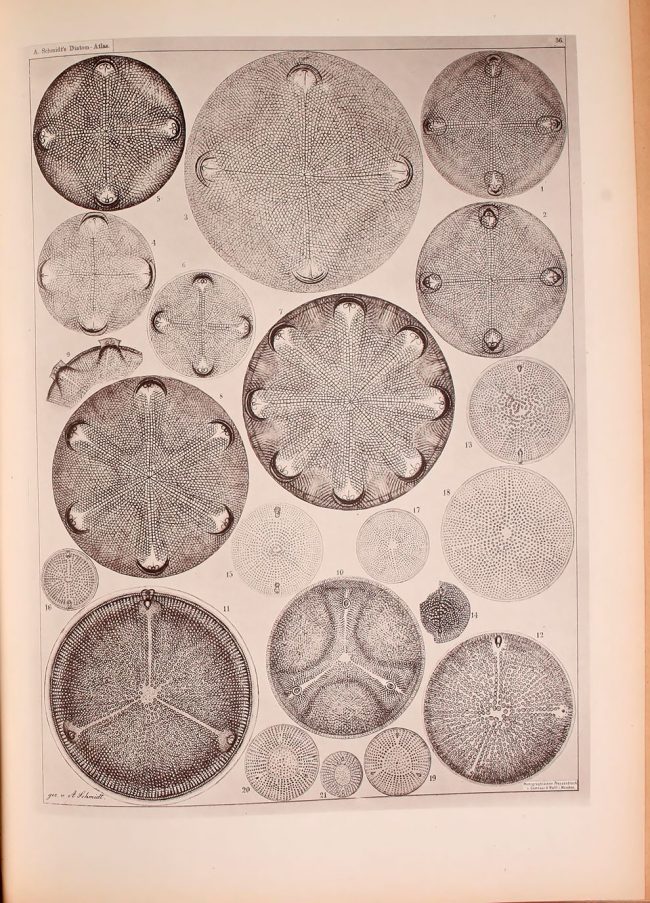 Biodiversity Heritage Library Makes 150,000 Animal And Botanical ...