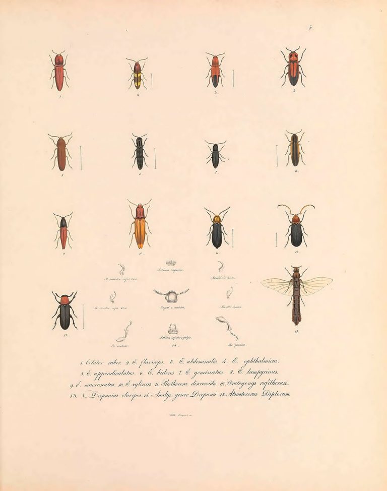 Biodiversity Heritage Library Makes 150,000 Animal And Botanical ...