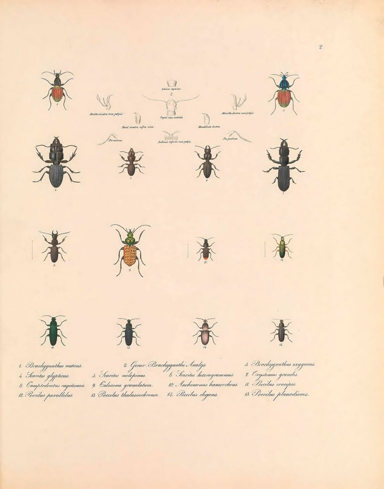 Biodiversity Heritage Library Makes 150,000 Animal And Botanical ...