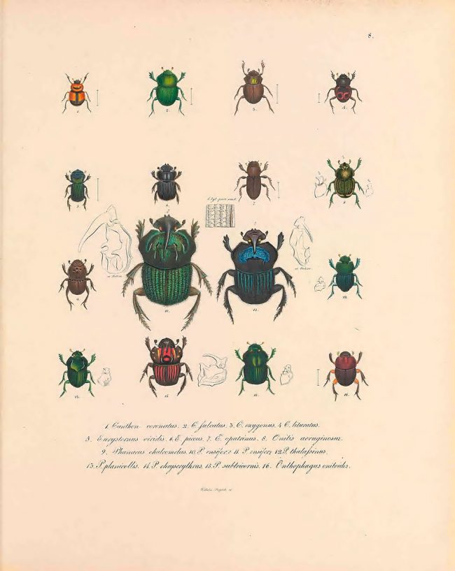 Biodiversity Heritage Library Makes 150,000 Animal And Botanical ...