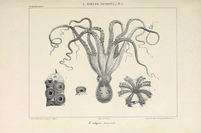 Biodiversity Heritage Library Makes 150,000 Animal And Botanical ...