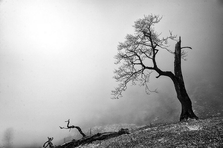 The Passion Of Trees In Pictures By Iranian Photographer Ali Shokri ...