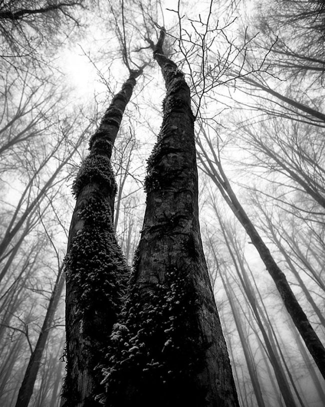 The Passion Of Trees In Pictures By Iranian Photographer Ali Shokri ...