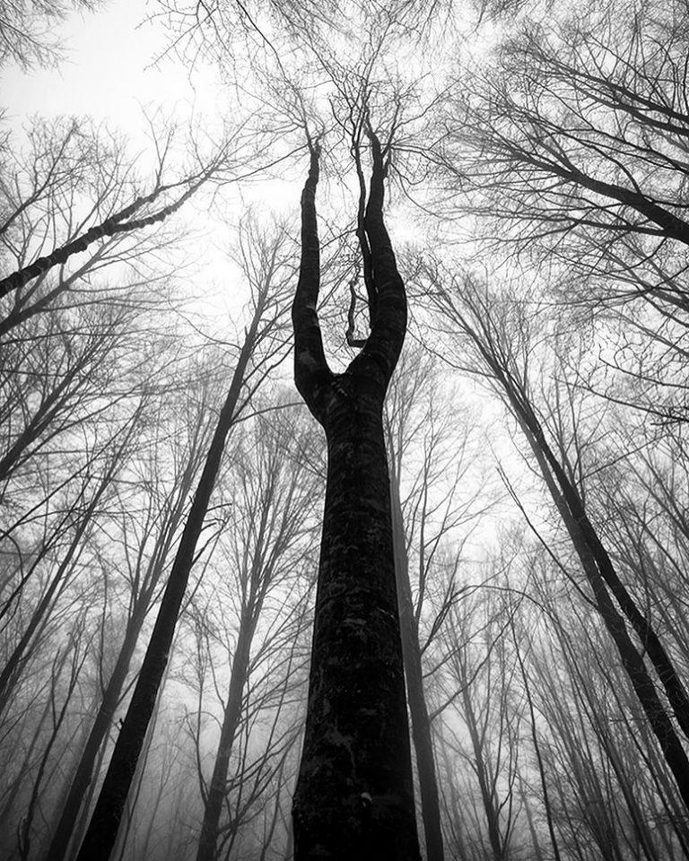The Passion Of Trees In Pictures By Iranian Photographer Ali Shokri ...