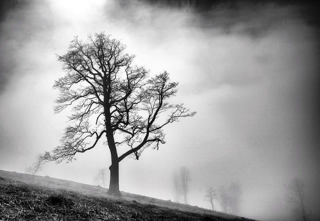 The Passion Of Trees In Pictures By Iranian Photographer Ali Shokri ...