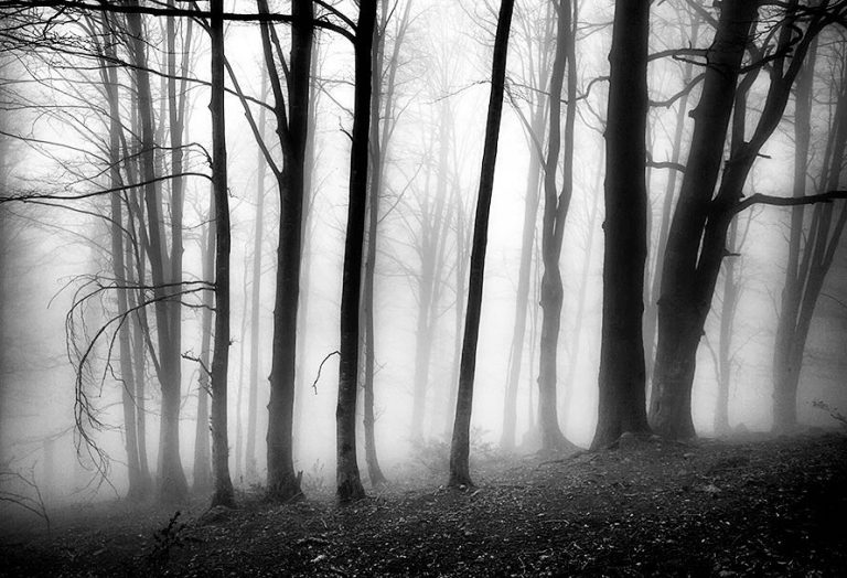 The Passion Of Trees In Pictures By Iranian Photographer Ali Shokri ...