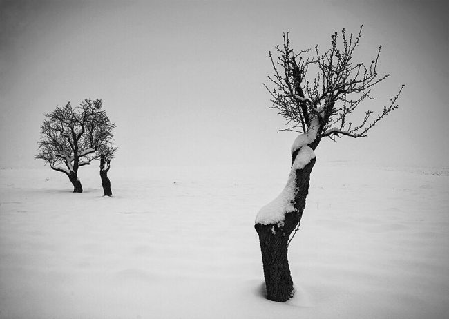 The Passion Of Trees In Pictures By Iranian Photographer Ali Shokri ...