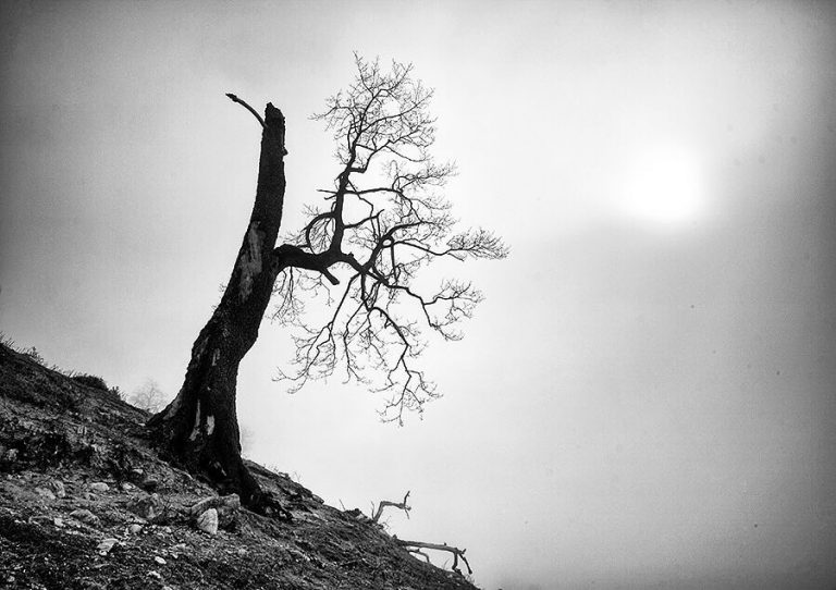 The Passion Of Trees In Pictures By Iranian Photographer Ali Shokri ...