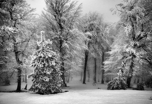 The Passion Of Trees In Pictures By Iranian Photographer Ali Shokri ...
