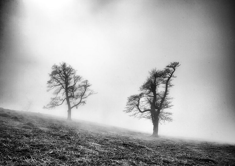 The Passion Of Trees In Pictures By Iranian Photographer Ali Shokri ...
