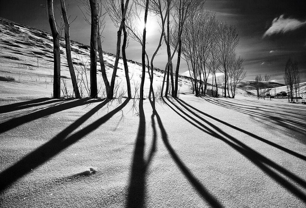 The Passion Of Trees In Pictures By Iranian Photographer Ali Shokri ...