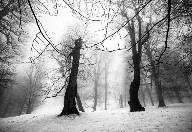 The Passion Of Trees In Pictures By Iranian Photographer Ali Shokri ...