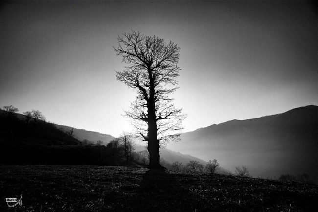 The Passion Of Trees In Pictures By Iranian Photographer Ali Shokri ...