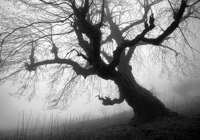 The Passion Of Trees In Pictures By Iranian Photographer Ali Shokri ...