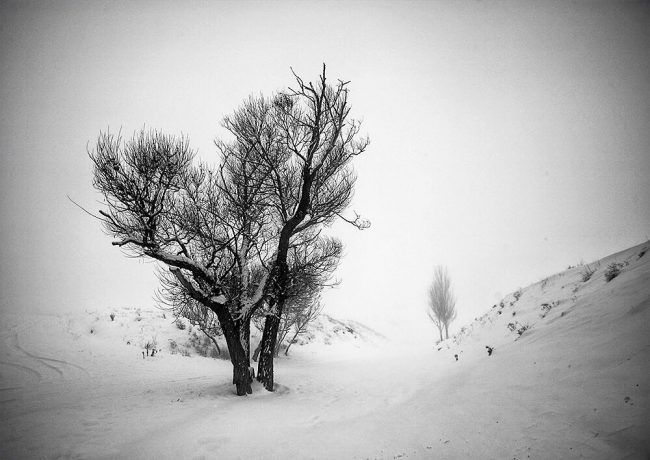 The Passion Of Trees In Pictures By Iranian Photographer Ali Shokri ...