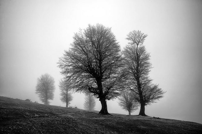 The Passion Of Trees In Pictures By Iranian Photographer Ali Shokri ...
