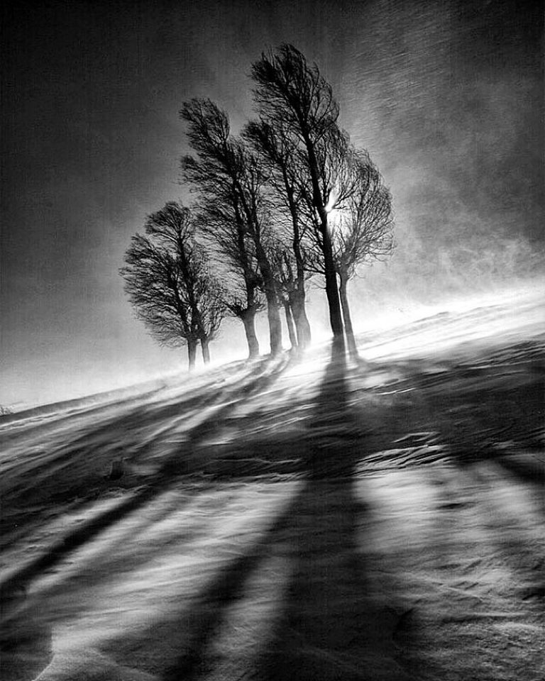 The Passion Of Trees In Pictures By Iranian Photographer Ali Shokri ...