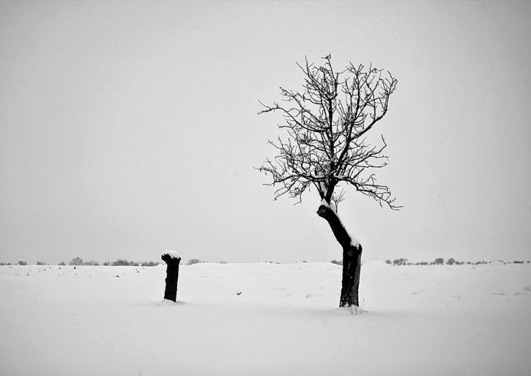 The Passion Of Trees In Pictures By Iranian Photographer Ali Shokri ...