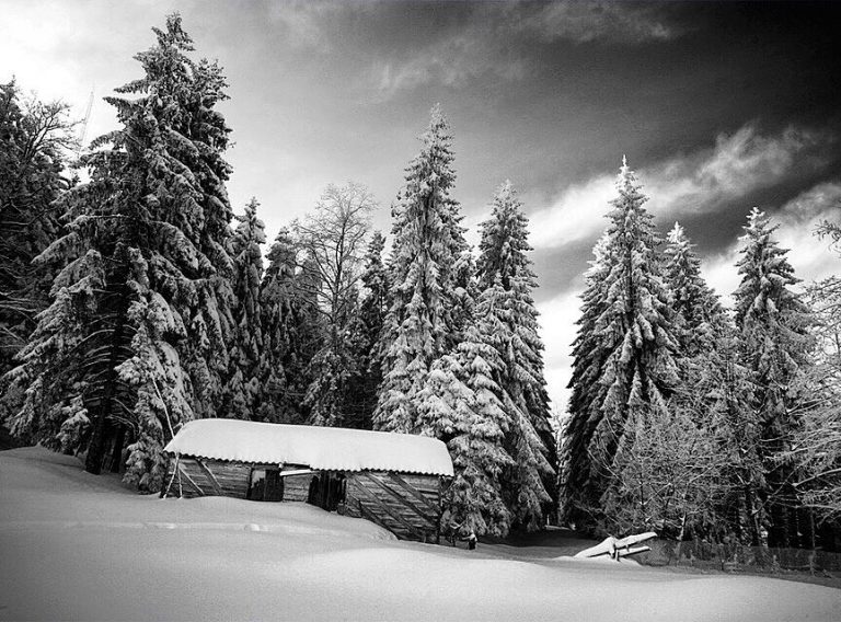 The Passion Of Trees In Pictures By Iranian Photographer Ali Shokri ...