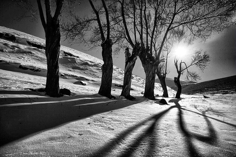 The Passion Of Trees In Pictures By Iranian Photographer Ali Shokri ...