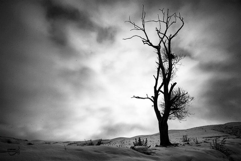The Passion Of Trees In Pictures By Iranian Photographer Ali Shokri ...