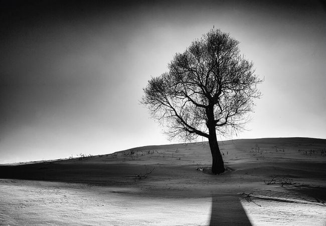 The Passion Of Trees In Pictures By Iranian Photographer Ali Shokri ...