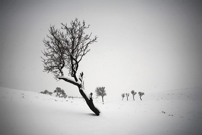 The Passion Of Trees In Pictures By Iranian Photographer Ali Shokri ...