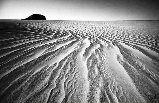 The Passion Of Trees In Pictures By Iranian Photographer Ali Shokri ...