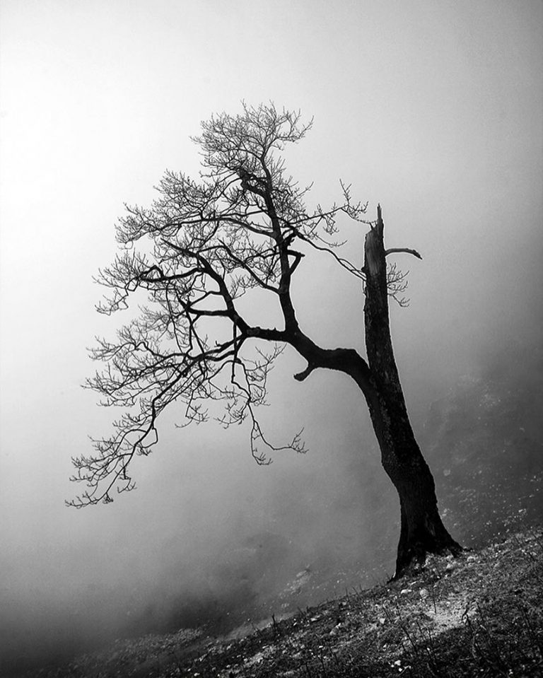 The Passion Of Trees In Pictures By Iranian Photographer Ali Shokri ...
