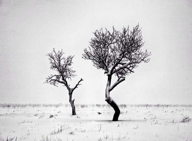 The Passion Of Trees In Pictures By Iranian Photographer Ali Shokri ...