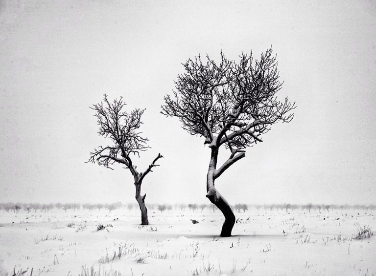 The Passion Of Trees In Pictures By Iranian Photographer Ali Shokri ...