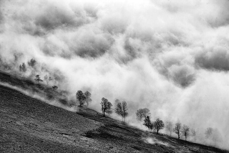 The Passion Of Trees In Pictures By Iranian Photographer Ali Shokri ...