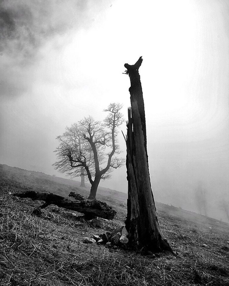 The Passion Of Trees In Pictures By Iranian Photographer Ali Shokri ...