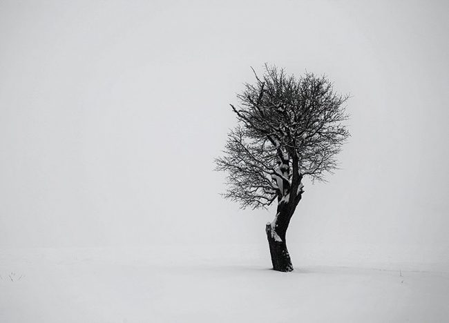The Passion Of Trees In Pictures By Iranian Photographer Ali Shokri ...