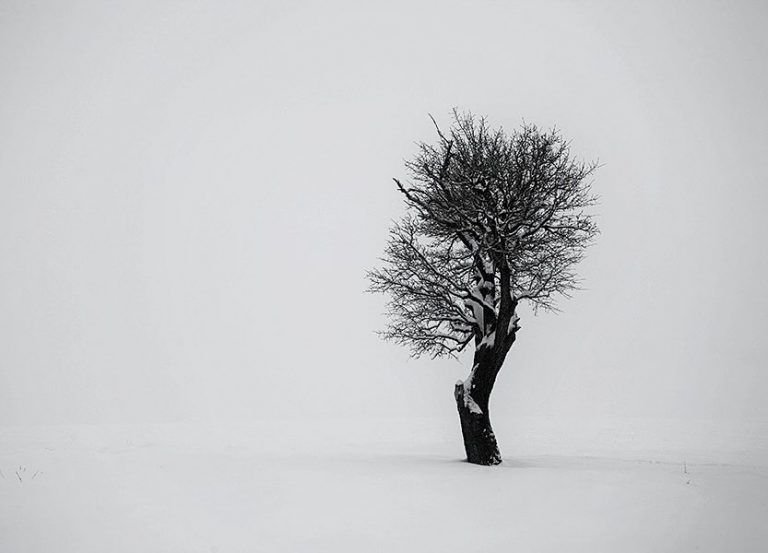 The Passion Of Trees In Pictures By Iranian Photographer Ali Shokri ...