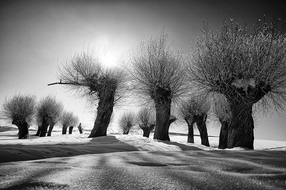 The Passion Of Trees In Pictures By Iranian Photographer Ali Shokri ...