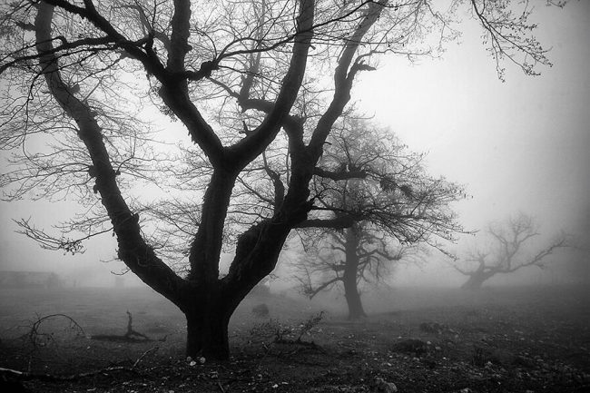 The Passion Of Trees In Pictures By Iranian Photographer Ali Shokri ...