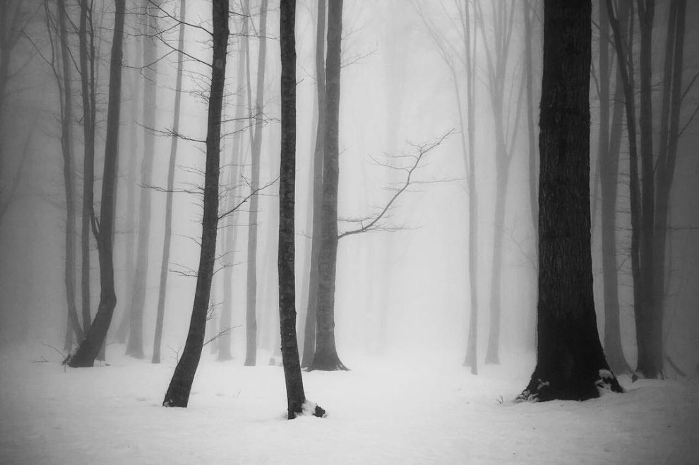 The Passion Of Trees In Pictures By Iranian Photographer Ali Shokri ...