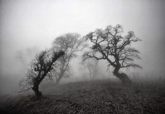 The Passion Of Trees In Pictures By Iranian Photographer Ali Shokri ...