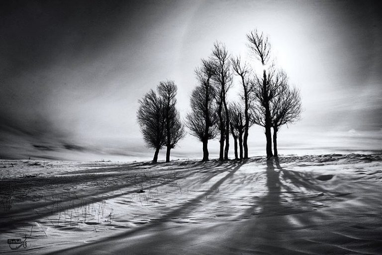 The Passion Of Trees In Pictures By Iranian Photographer Ali Shokri ...