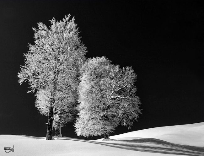 The Passion Of Trees In Pictures By Iranian Photographer Ali Shokri ...