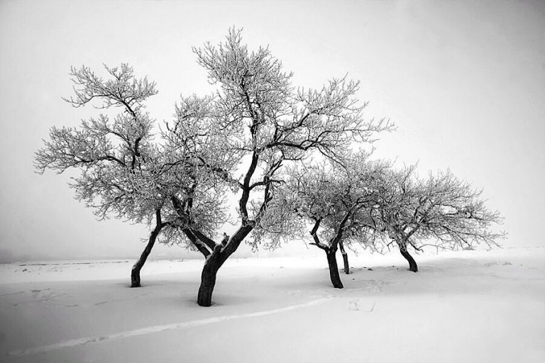 The Passion Of Trees In Pictures By Iranian Photographer Ali Shokri ...