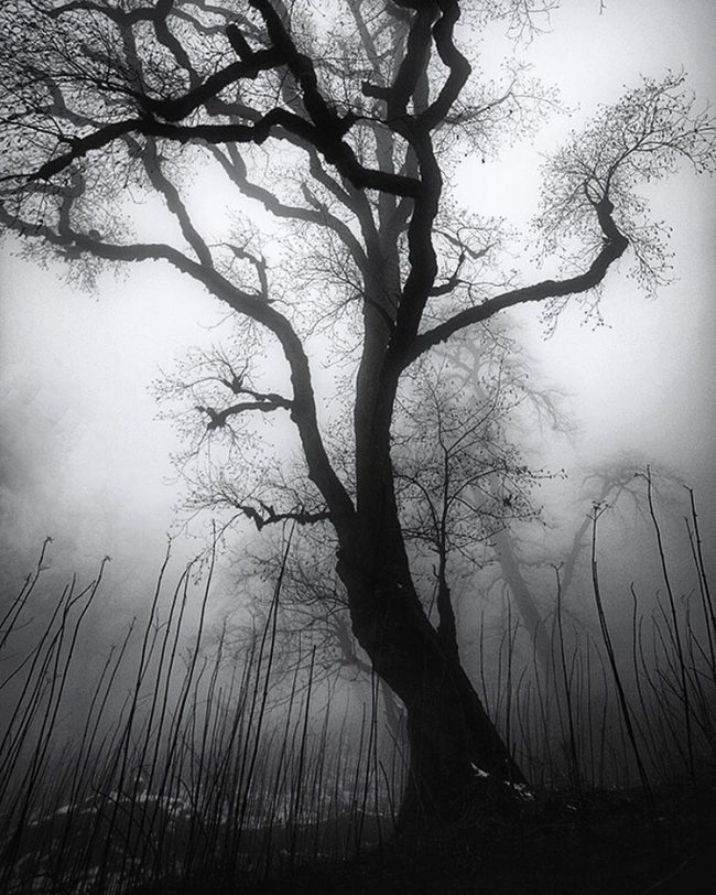 The Passion Of Trees In Pictures By Iranian Photographer Ali Shokri ...