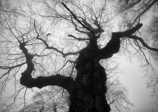 The Passion Of Trees In Pictures By Iranian Photographer Ali Shokri ...